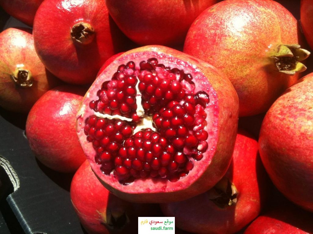 كيفية زراعة الرمان للمبتدئين مع دراسة جدوى مشروع مزرعة رمان